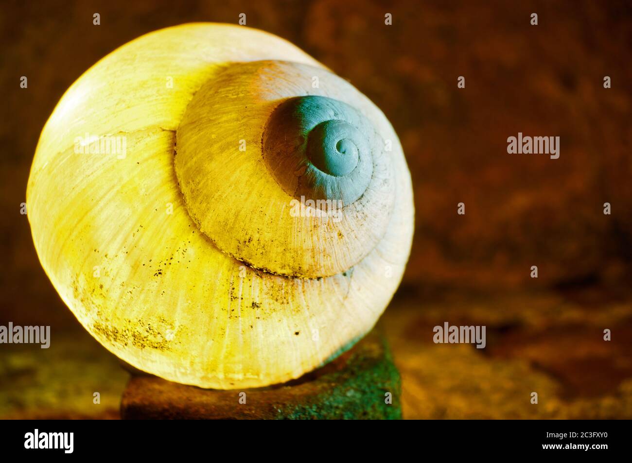 Abstract illuminated view of a snail shell Stock Photo - Alamy