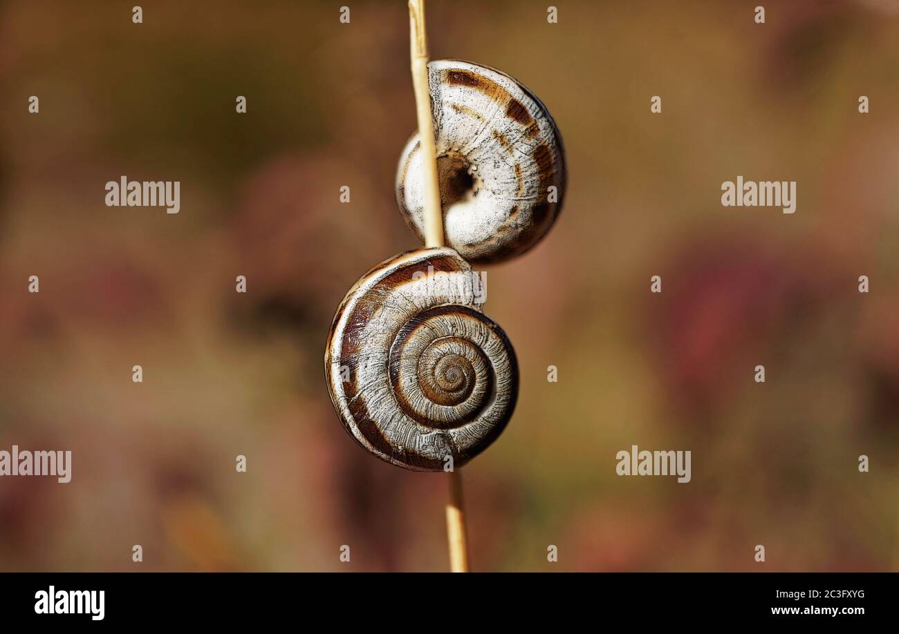 Snail shells hi-res stock photography and images - Alamy