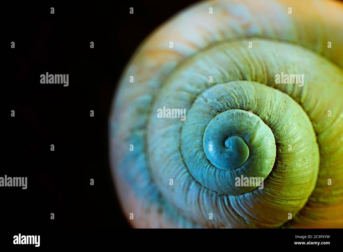 Abstract Snail High Resolution Stock Photography and Images - Alamy