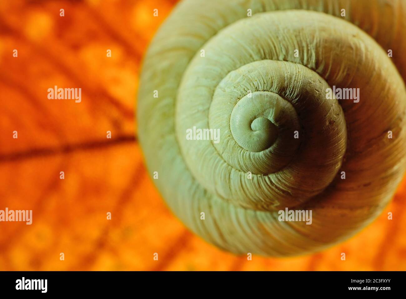 Mollusk detailed hi-res stock photography and images - Alamy