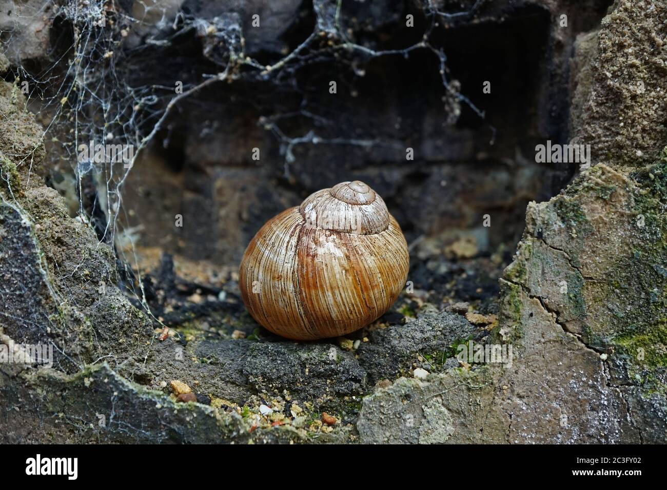 Close-up view of a snail shell Stock Photo - Alamy
