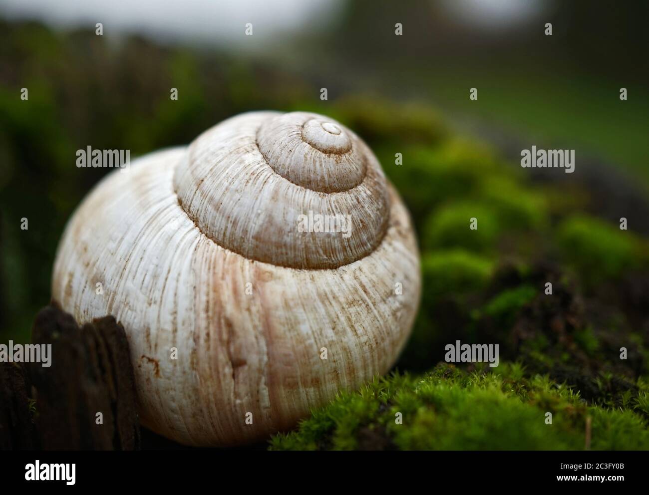 Close up view snail hi-res stock photography and images - Alamy