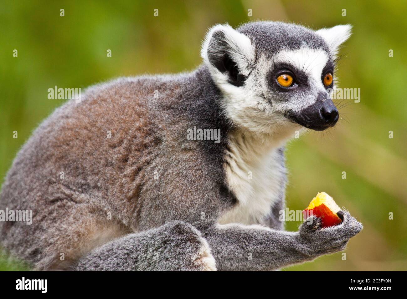 ring-tailed lemur (lemur catta Stock Photo - Alamy