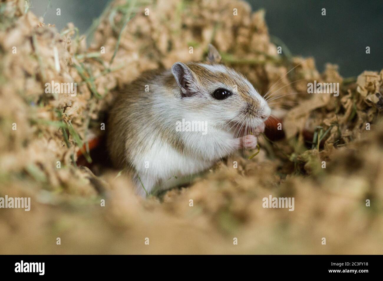 Mongolian pet hi-res stock photography and images - Alamy
