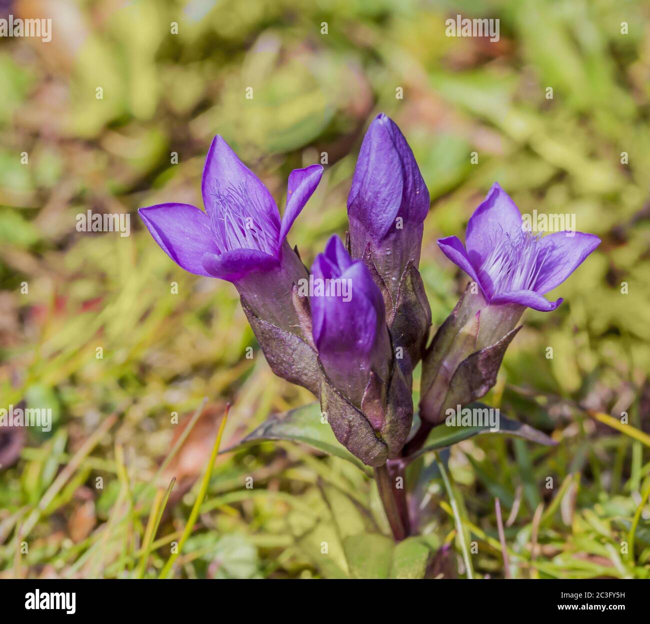 Gentianella Campestris High Resolution Stock Photography and Images - Alamy