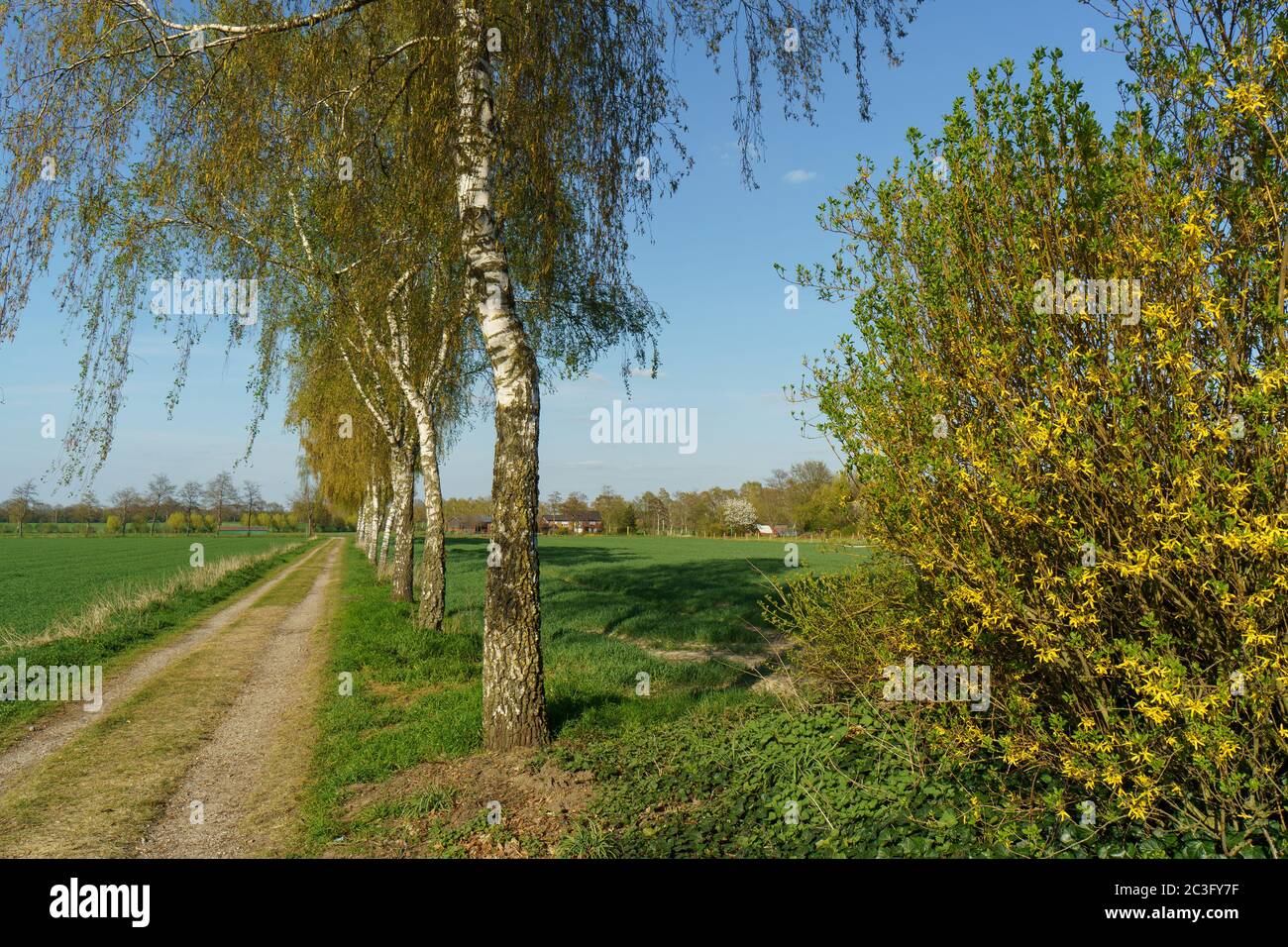 trees and path in germany Stock Photo - Alamy