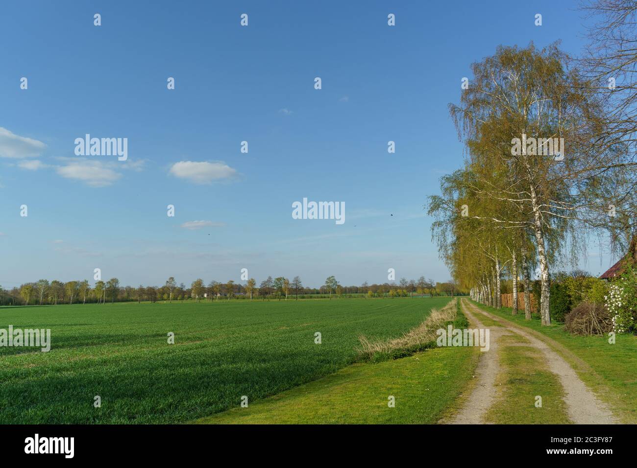 tree and path Stock Photo - Alamy