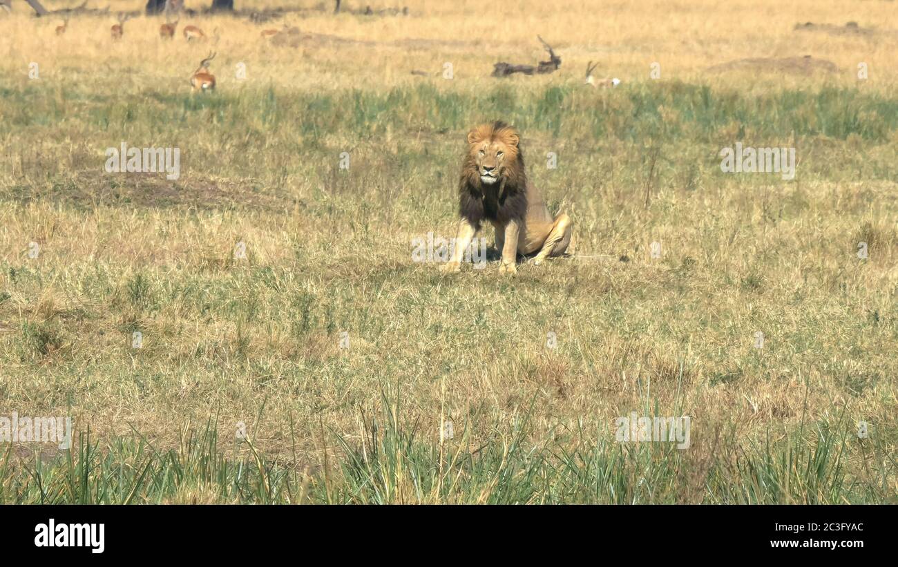 Male lion sitting watching hi-res stock photography and images - Alamy