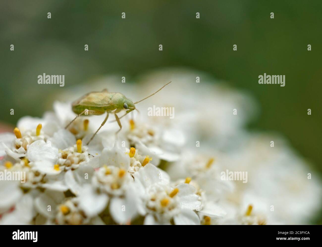Green aphid hi-res stock photography and images - Alamy