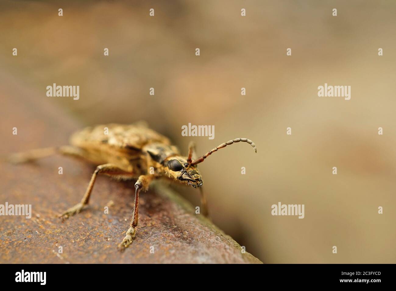 Pine borer hi-res stock photography and images - Alamy
