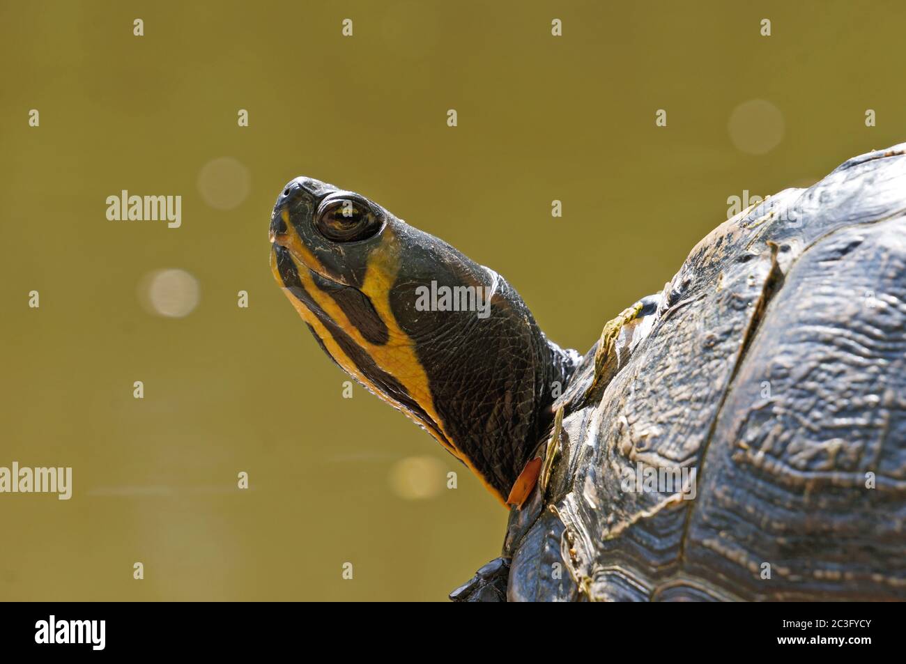 Close up yellow bellied slider hi-res stock photography and images - Alamy