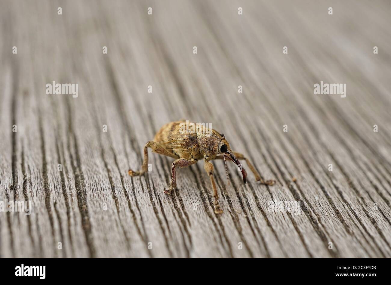 Acorn weevil hi-res stock photography and images - Alamy