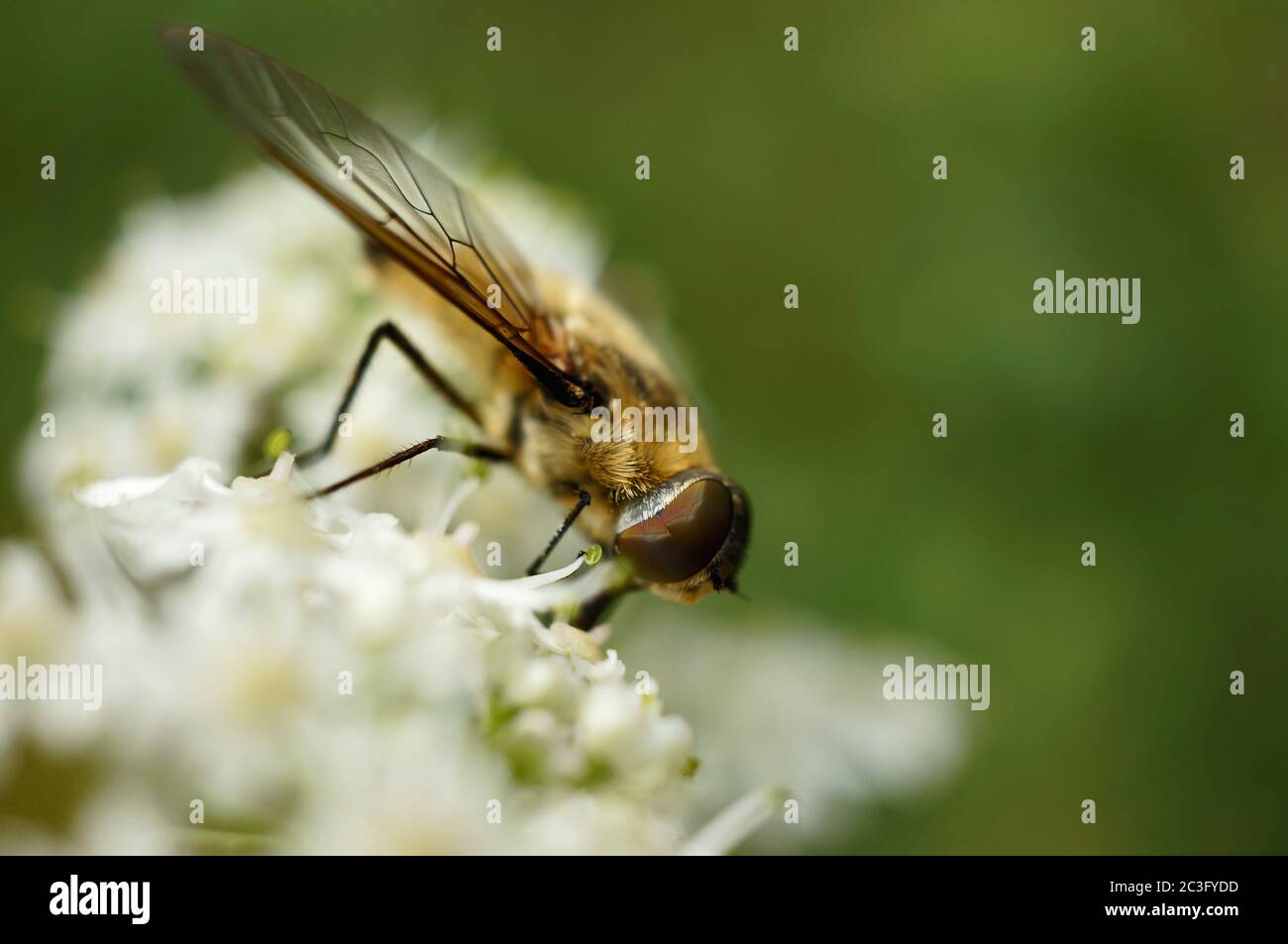 Bee flies hi-res stock photography and images - Alamy