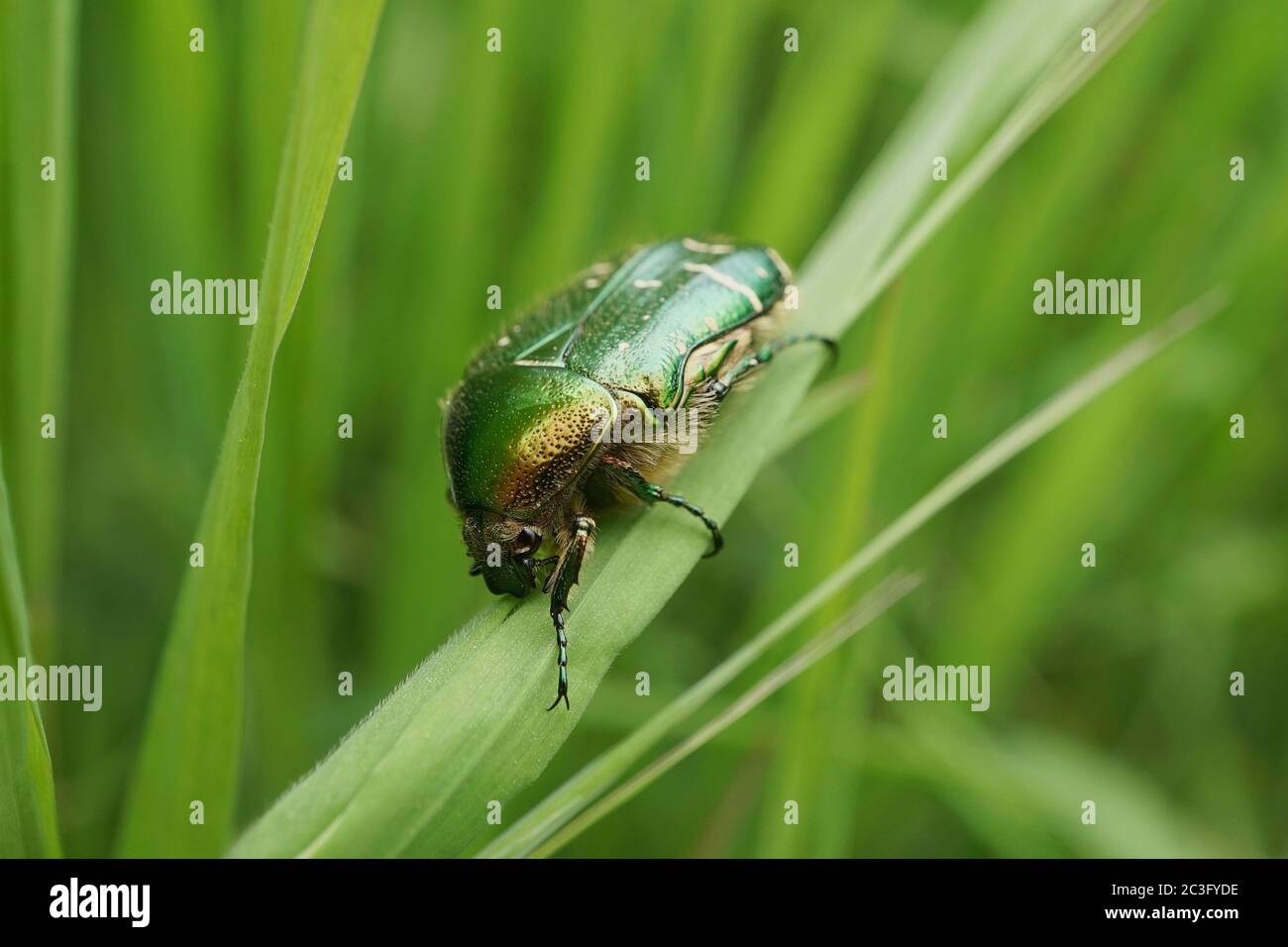 Emerald rose hi-res stock photography and images - Alamy