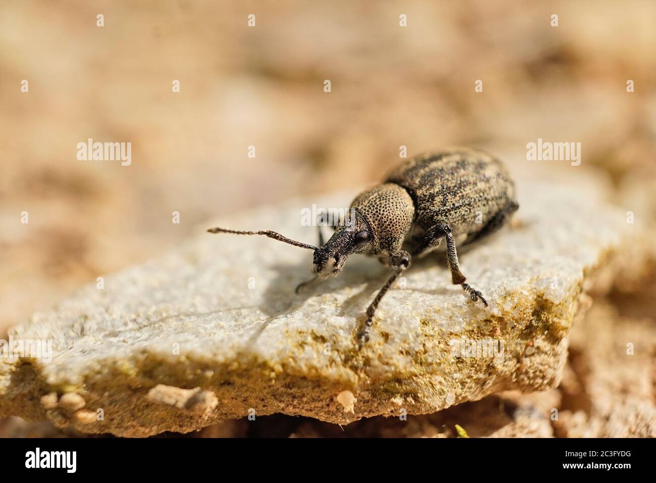 Species Weevil High Resolution Stock Photography and Images - Alamy
