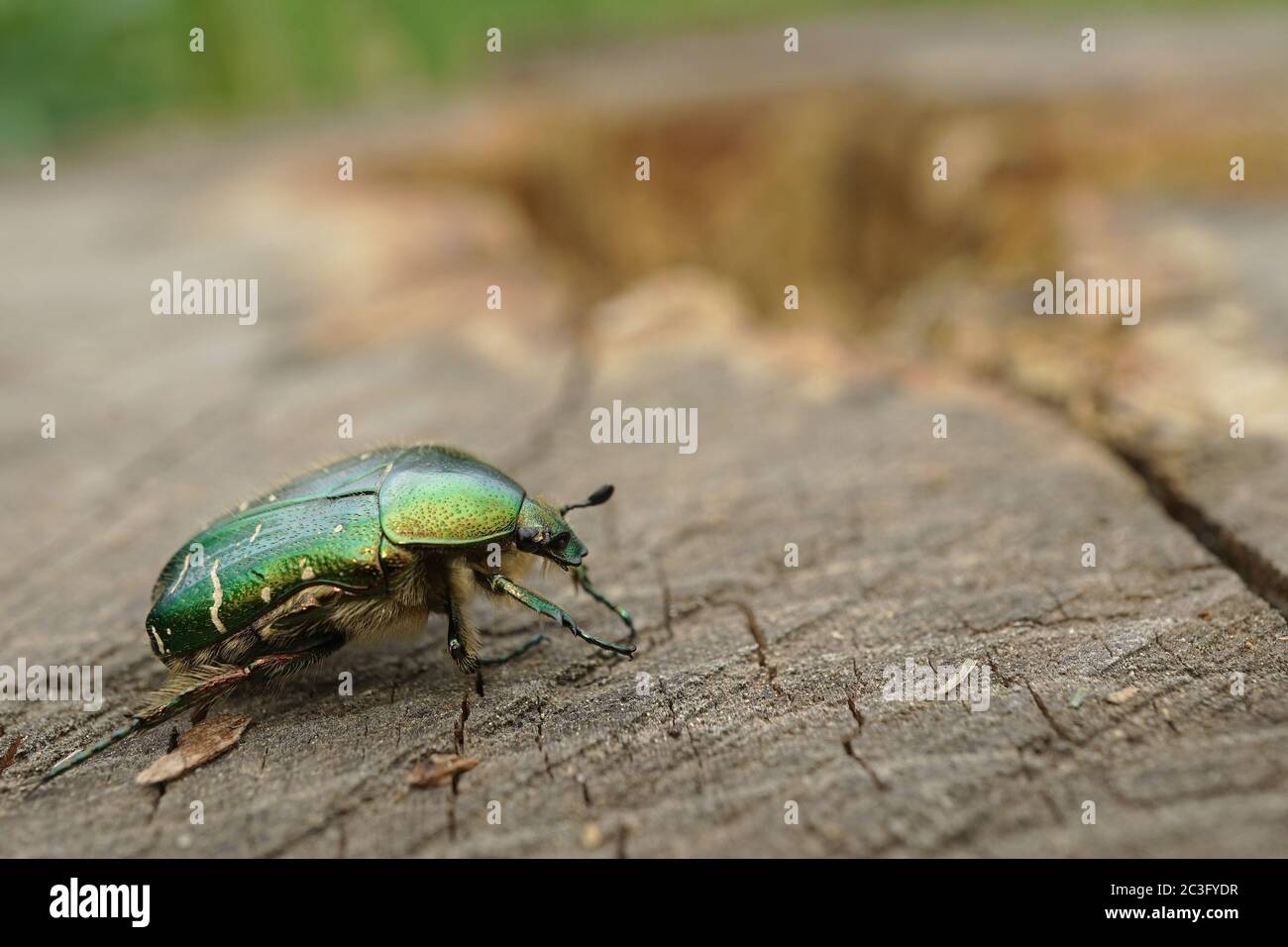 Beetle up close hi-res stock photography and images - Alamy