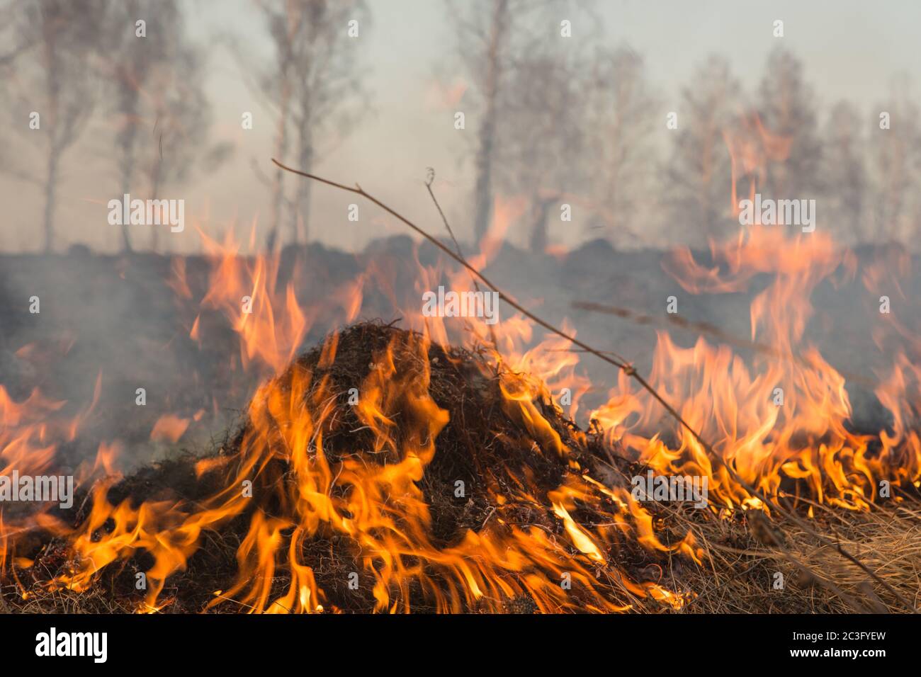 Forest fire burning, Wildfire close up at day time Stock Photo - Alamy