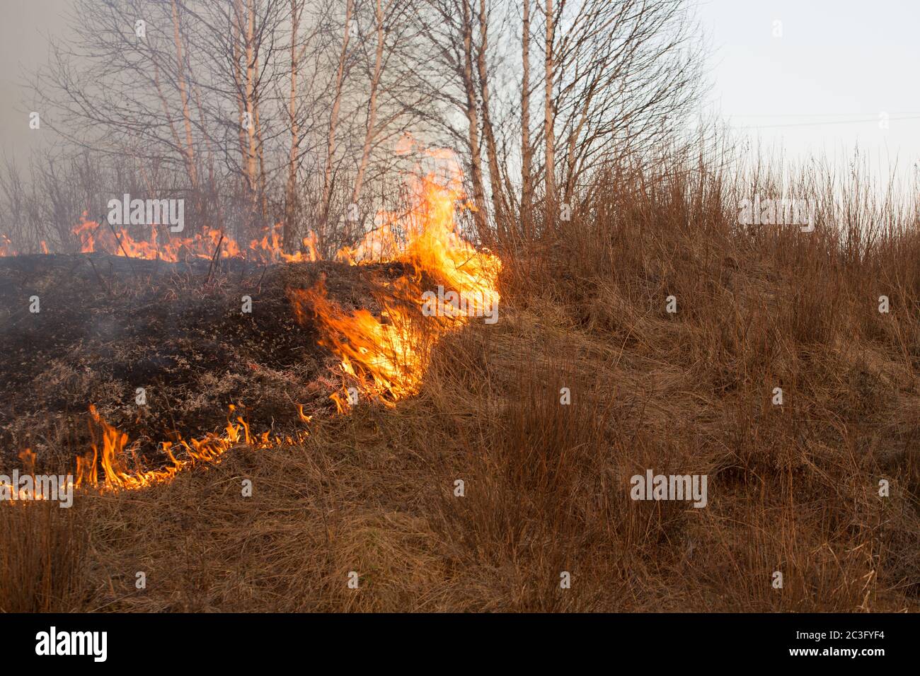 Forest fire burning, Wildfire close up at day time Stock Photo - Alamy