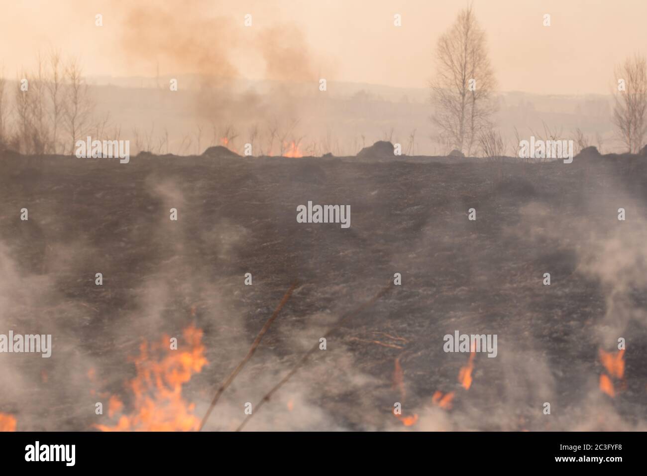 Forest fire burning, Wildfire close up at day time Stock Photo - Alamy