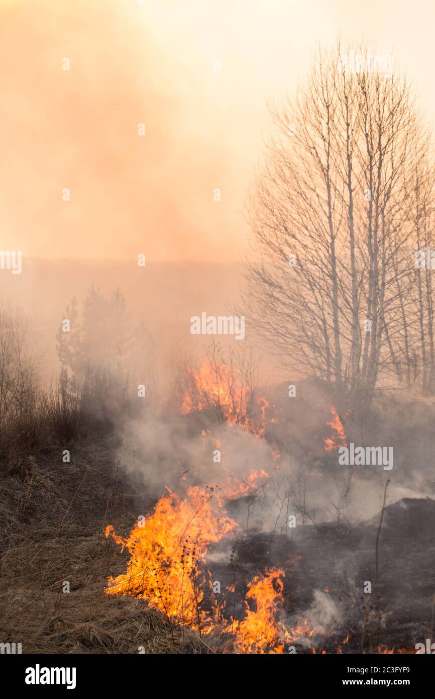 Forest fire burning, Wildfire close up at day time Stock Photo - Alamy