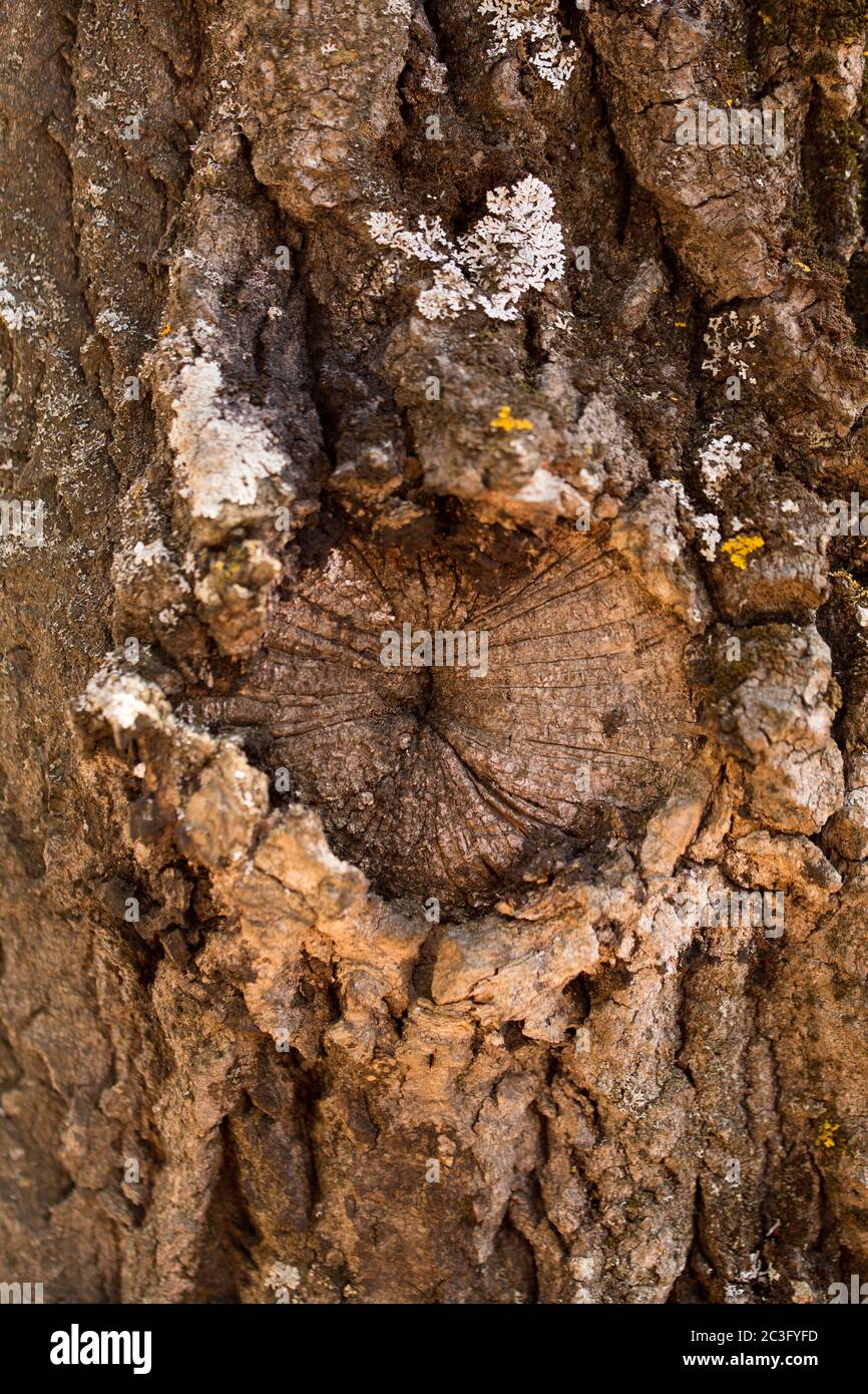 Filling the frame hi-res stock photography and images - Alamy