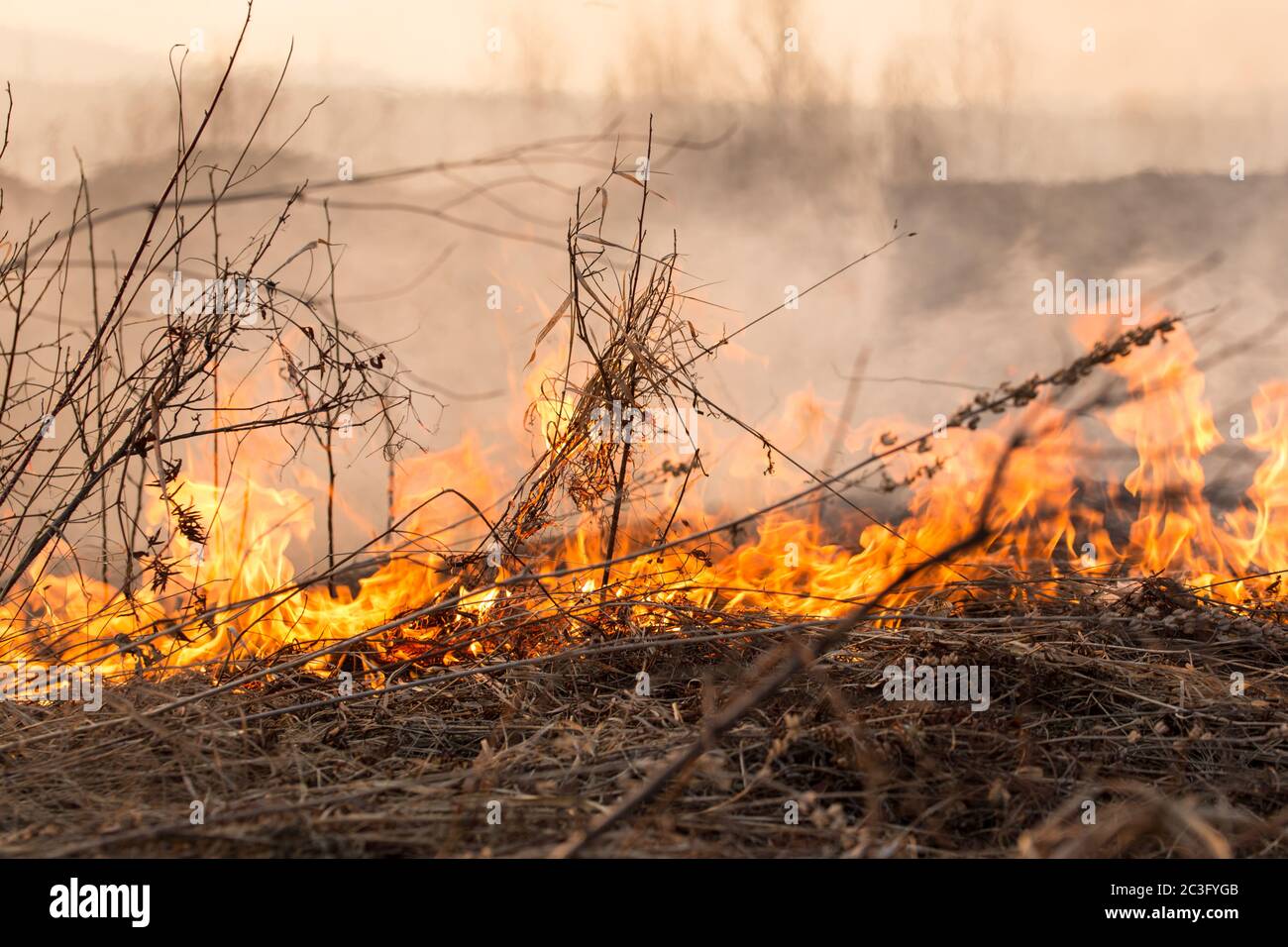 Forest fire burning, Wildfire close up at day time Stock Photo - Alamy