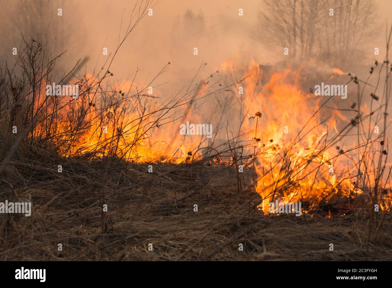 Forest fire burning, Wildfire close up at day time Stock Photo - Alamy