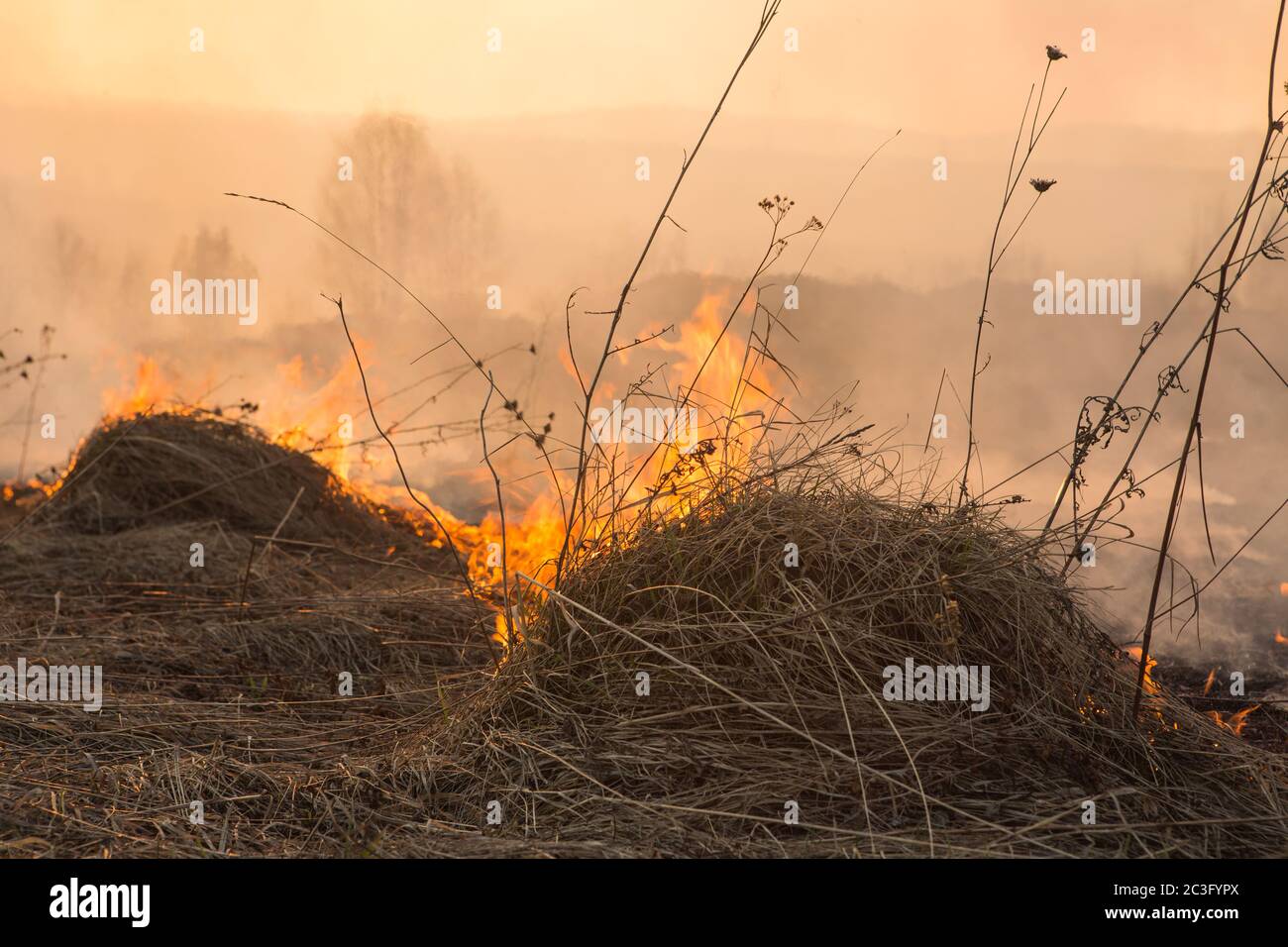 Forest fire burning, Wildfire close up at day time Stock Photo - Alamy