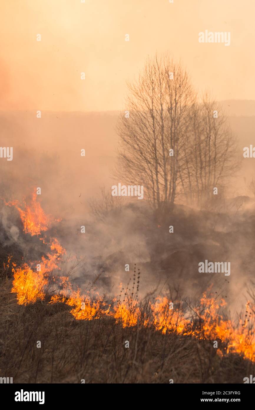 Forest fire burning, Wildfire close up at day time Stock Photo - Alamy