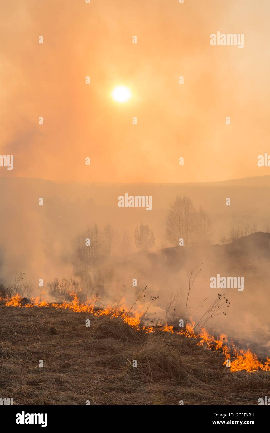 Forest fire burning, Wildfire close up at day time Stock Photo - Alamy