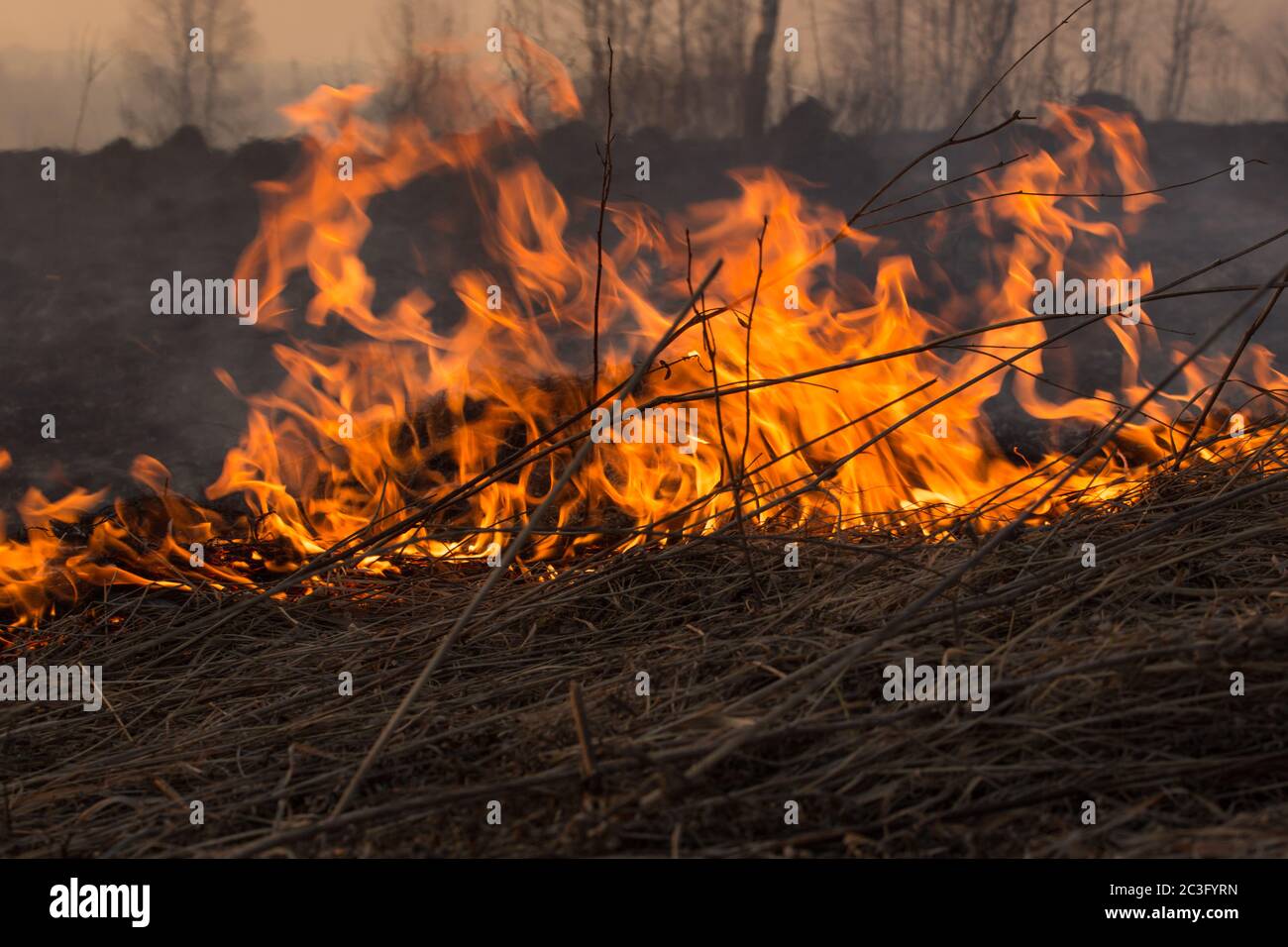 Forest fire burning, Wildfire close up at day time Stock Photo - Alamy