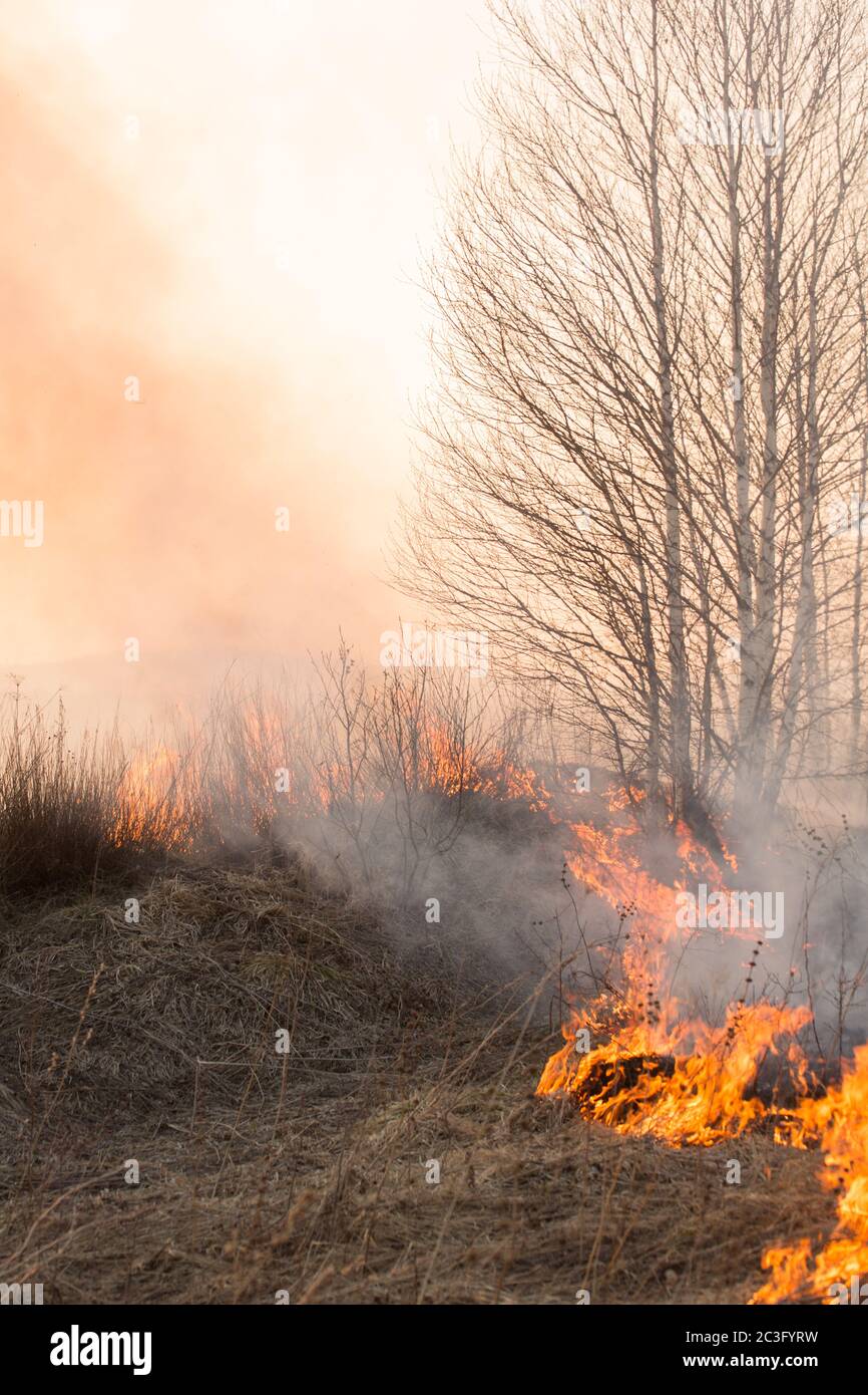 Forest fire burning, Wildfire close up at day time Stock Photo - Alamy