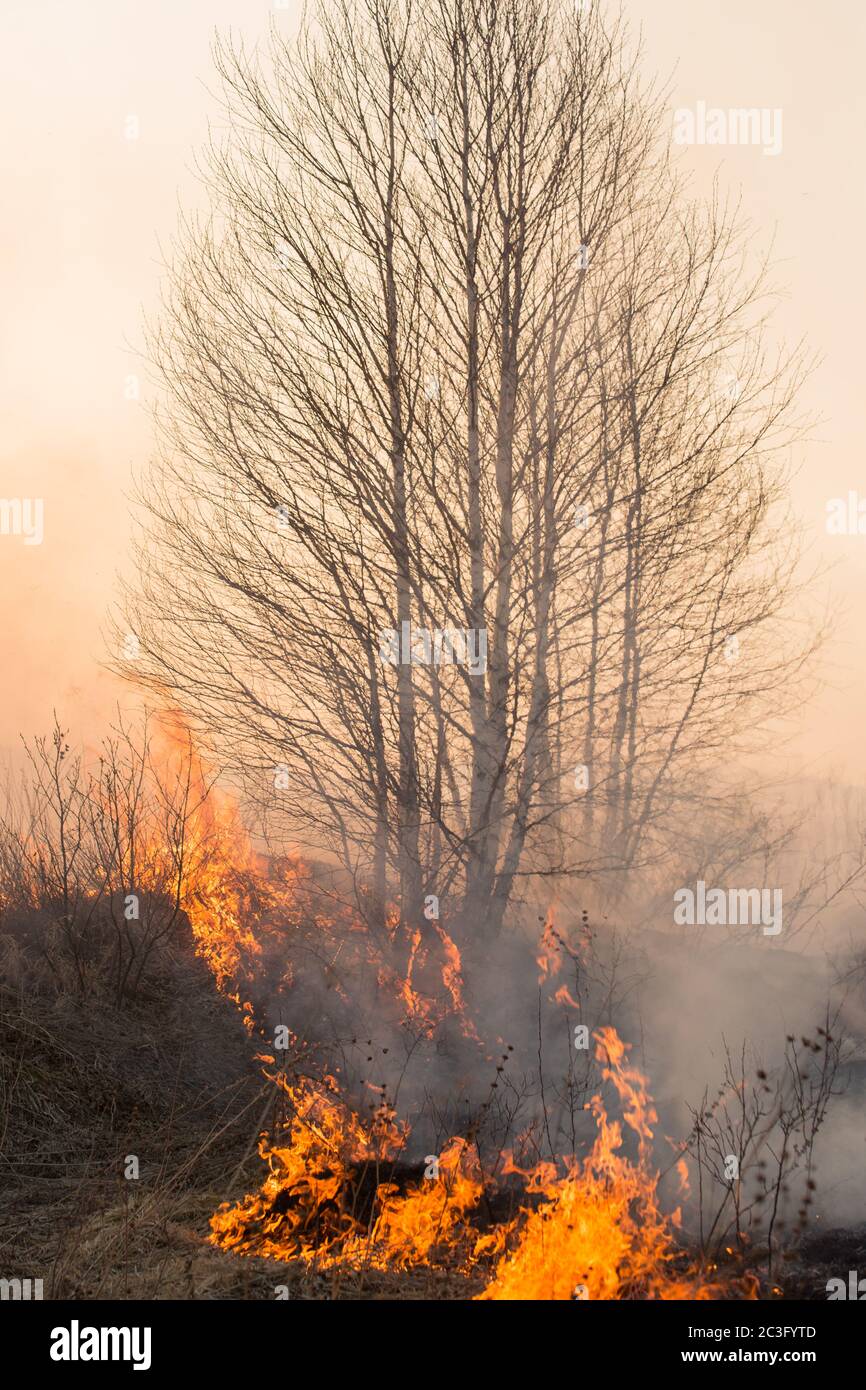 Forest fire burning, Wildfire close up at day time Stock Photo - Alamy