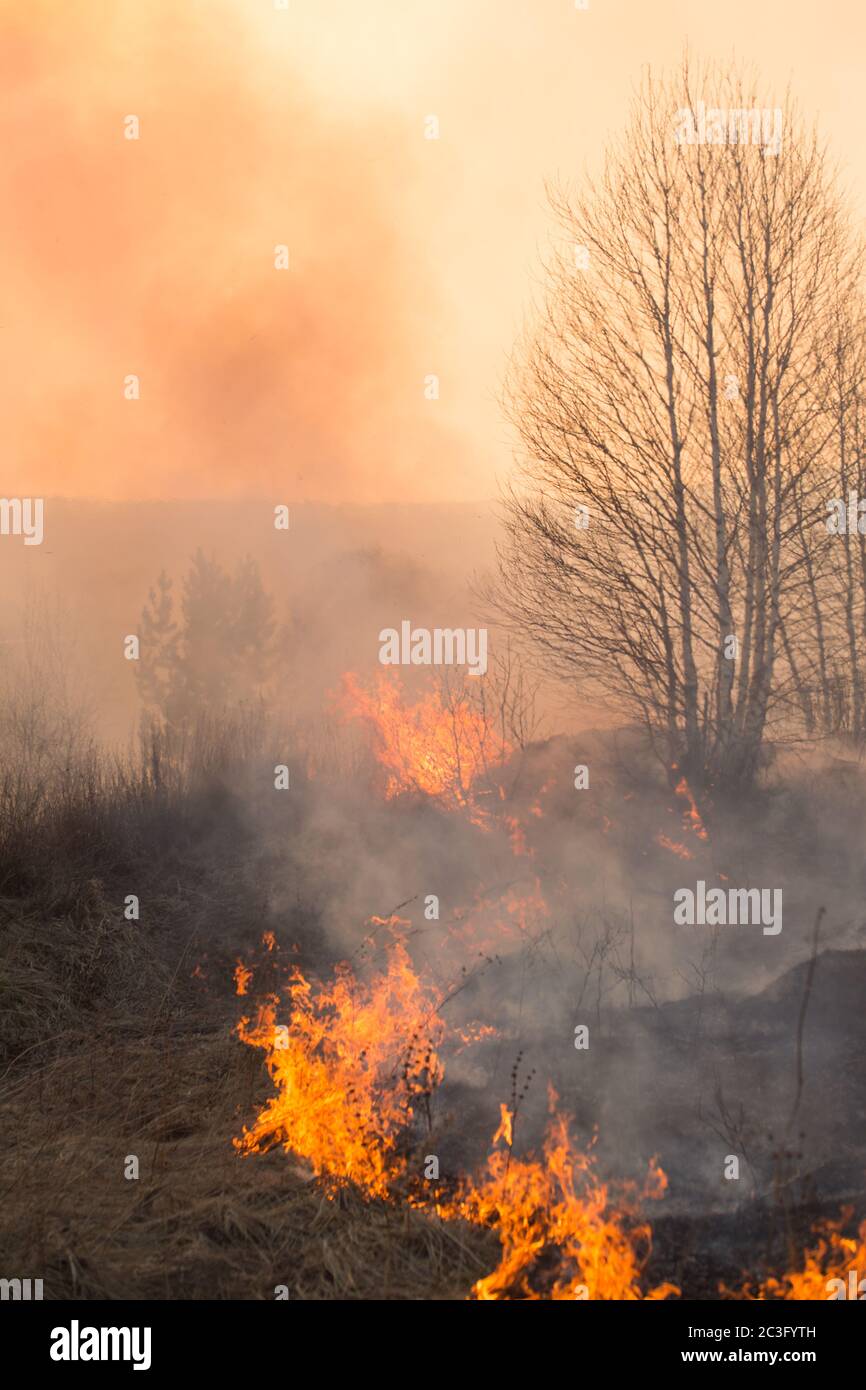 Forest fire burning, Wildfire close up at day time Stock Photo - Alamy