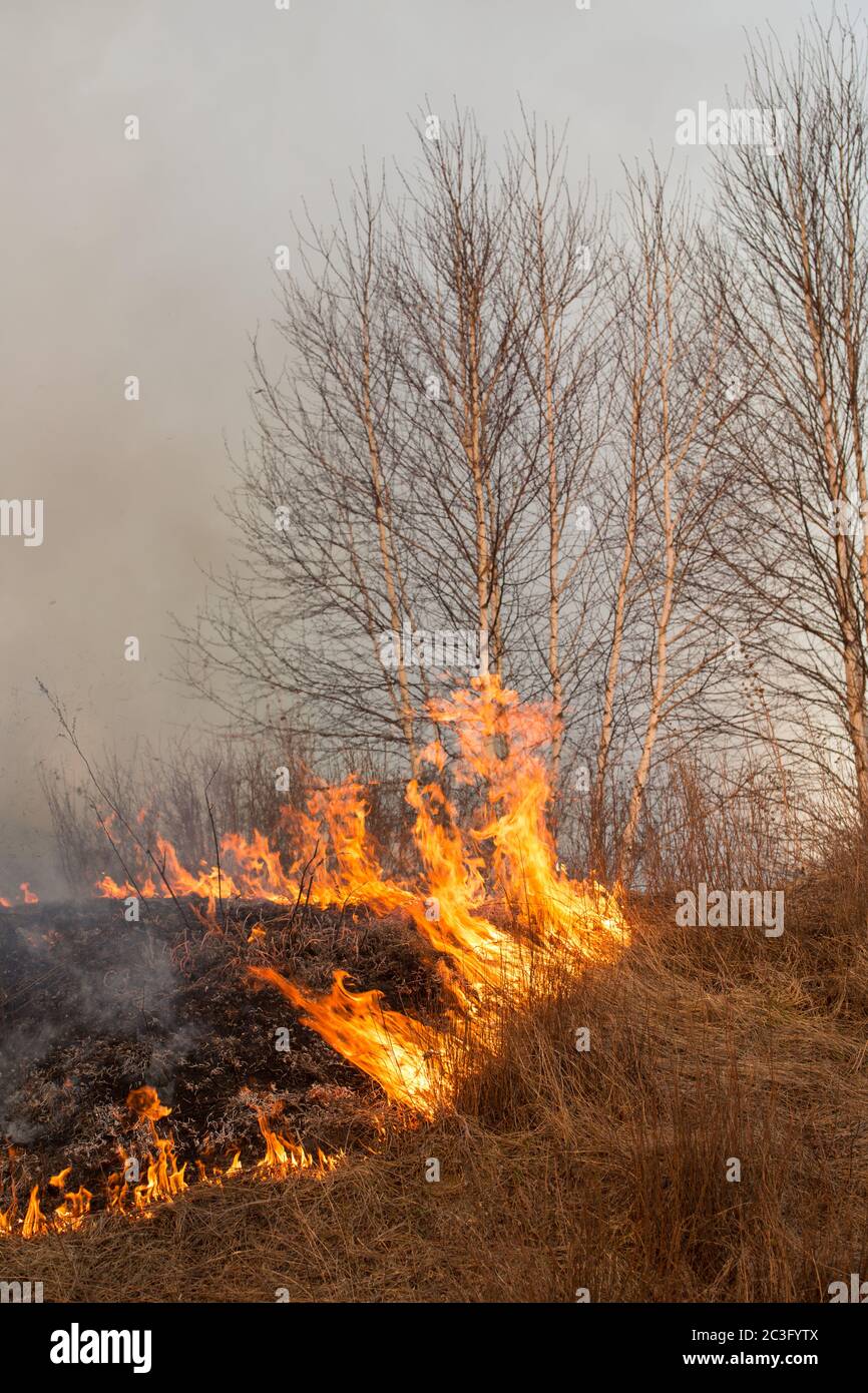 Forest fire burning, Wildfire close up at day time Stock Photo - Alamy