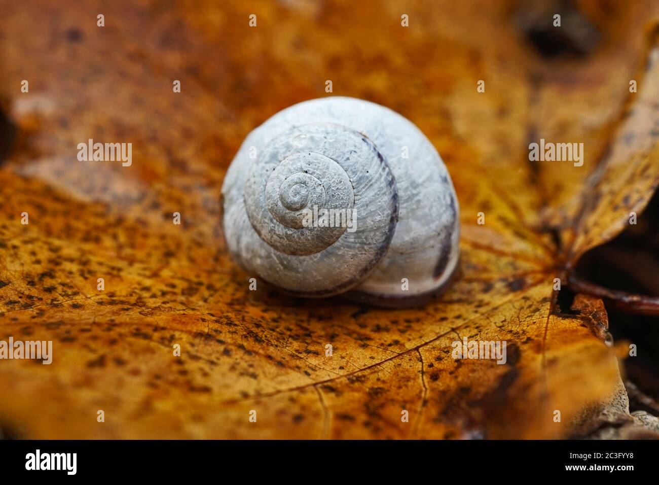Snail shell on a leaf Stock Photo - Alamy