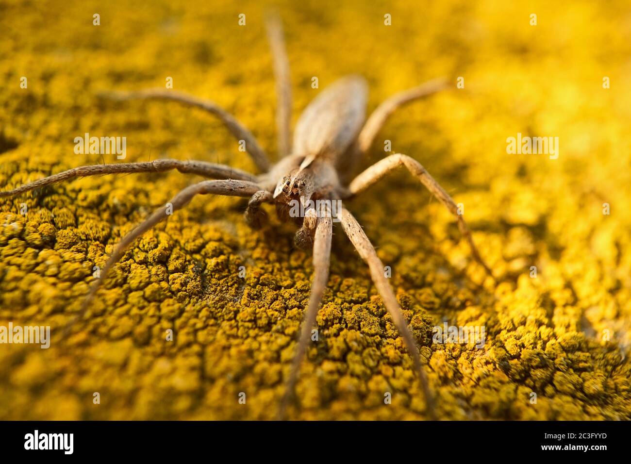 Macro photo of a wolf spider Stock Photo - Alamy