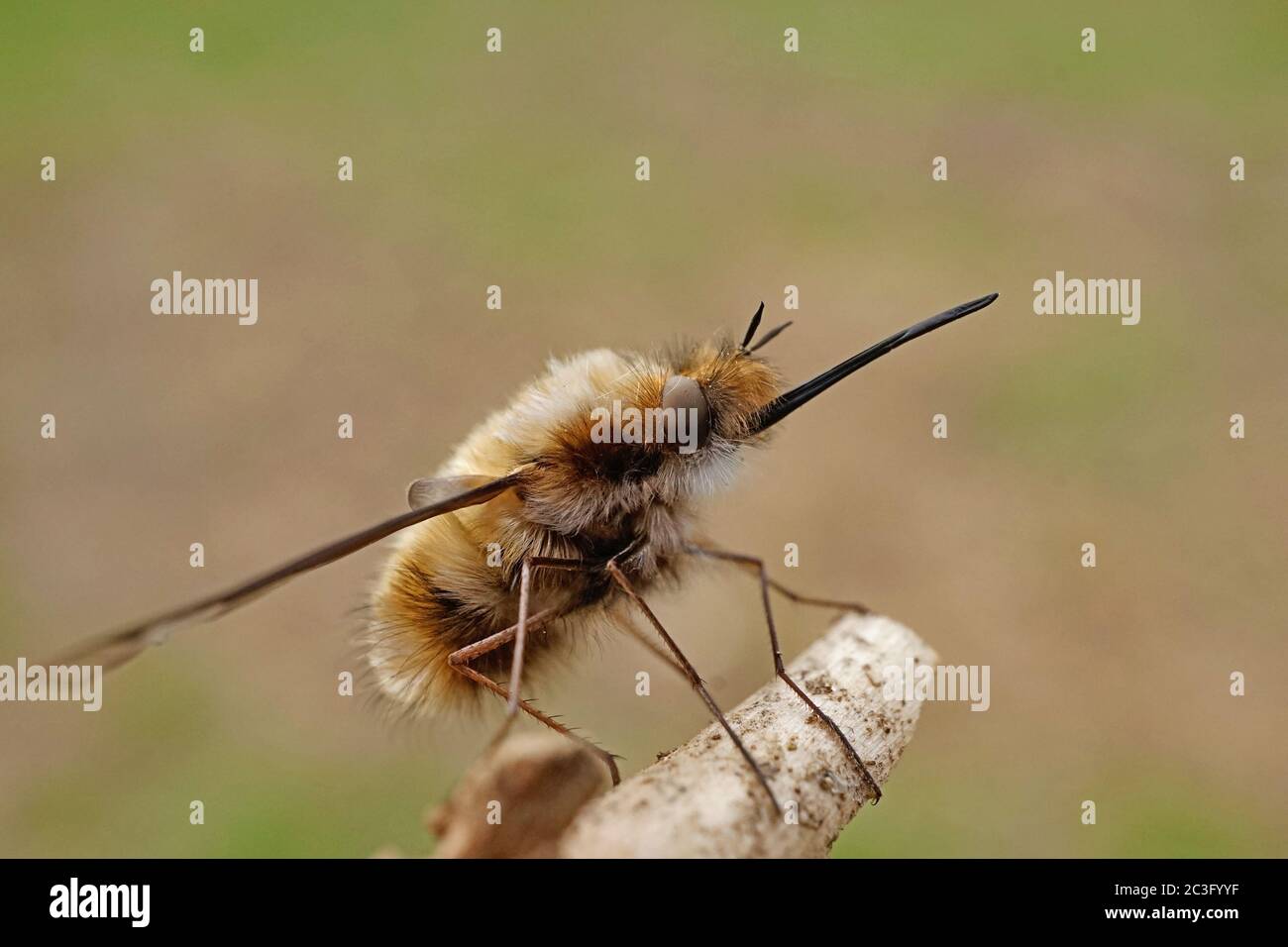 Close up pollinator hi-res stock photography and images - Alamy