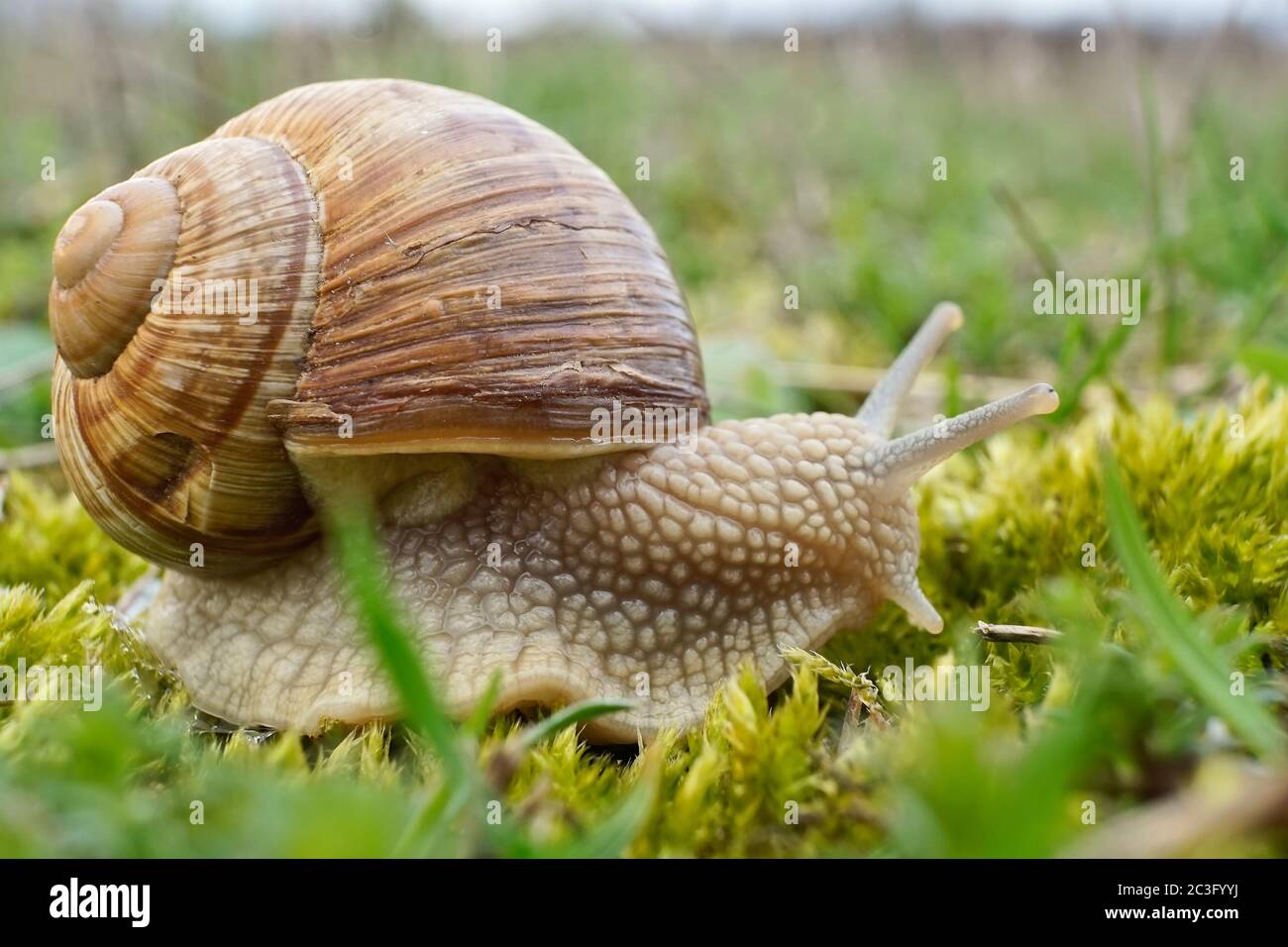 Garden snail grass hi-res stock photography and images - Alamy