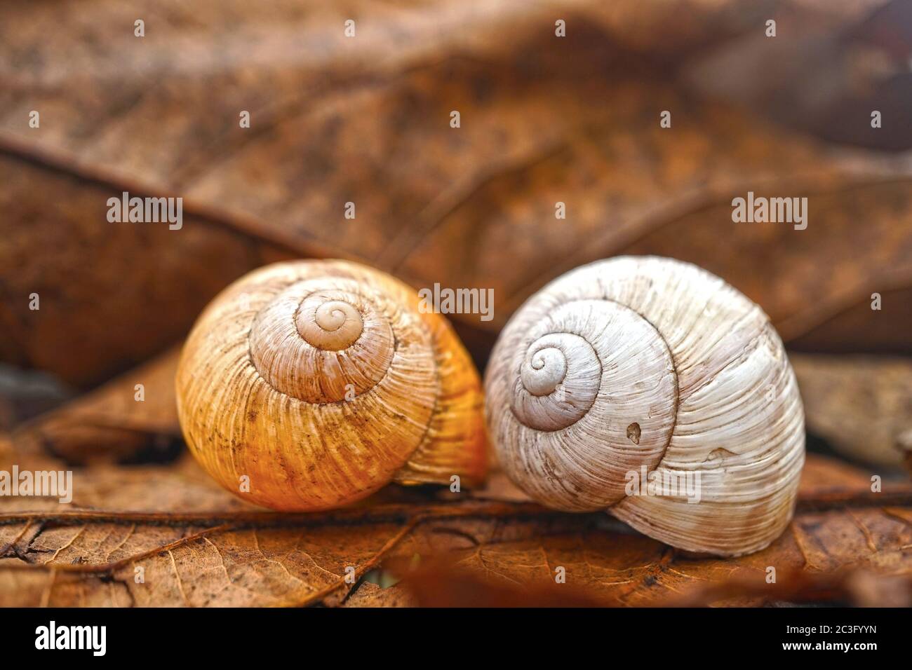 Close up view of two snail shell Stock Photo - Alamy