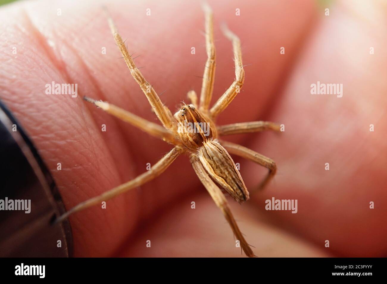 Macro photo of a wolf spider Stock Photo - Alamy