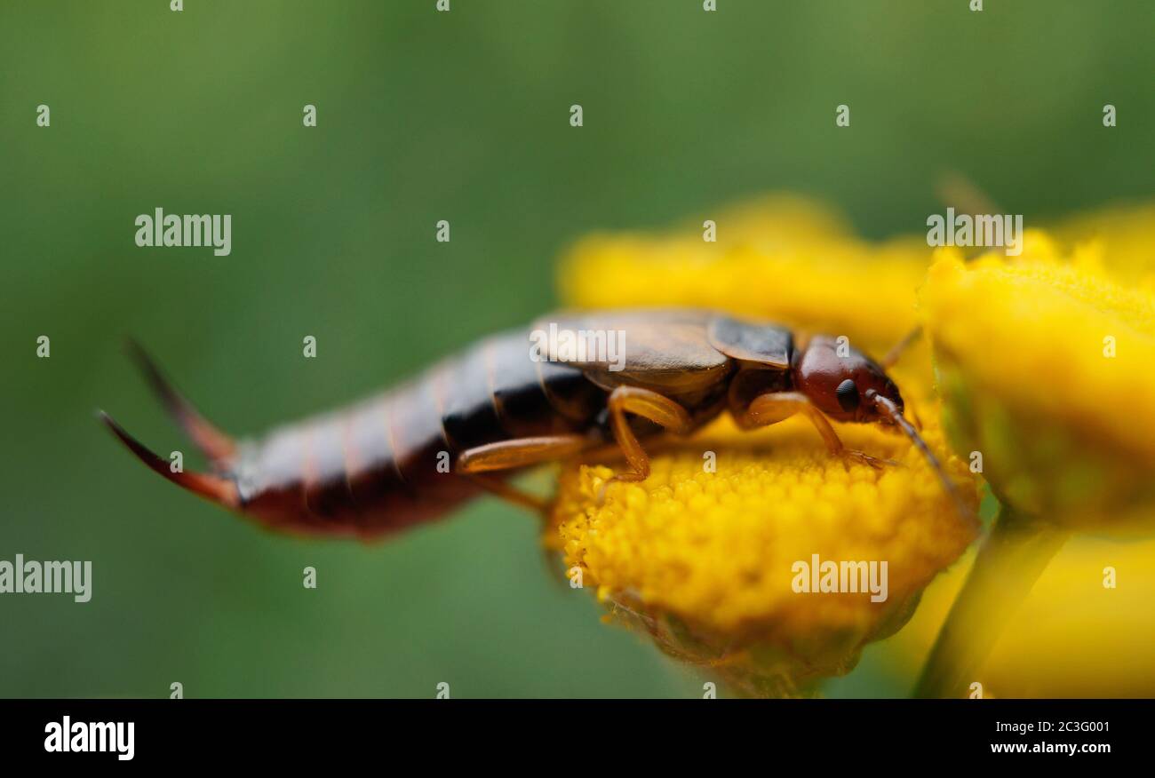 Common earwig european hi-res stock photography and images - Alamy