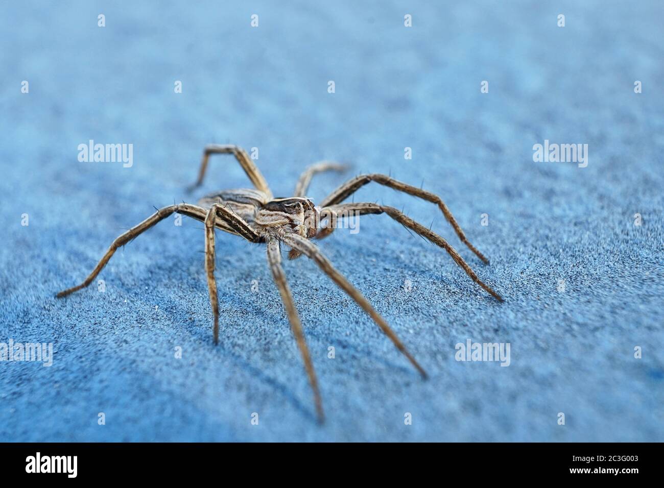 Macro photo of a wolf spider Stock Photo - Alamy