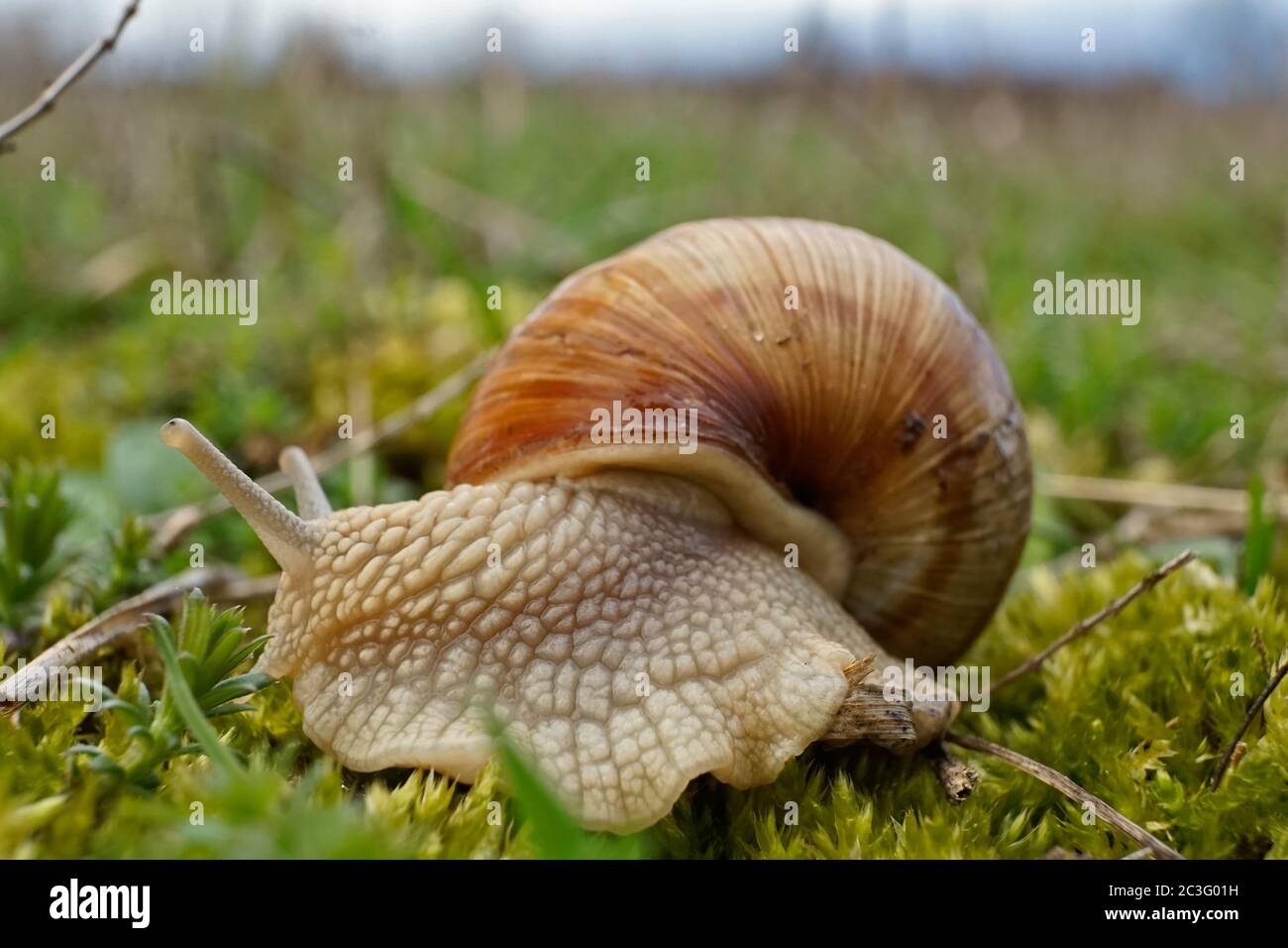 Garden snail creeps over grass Stock Photo - Alamy
