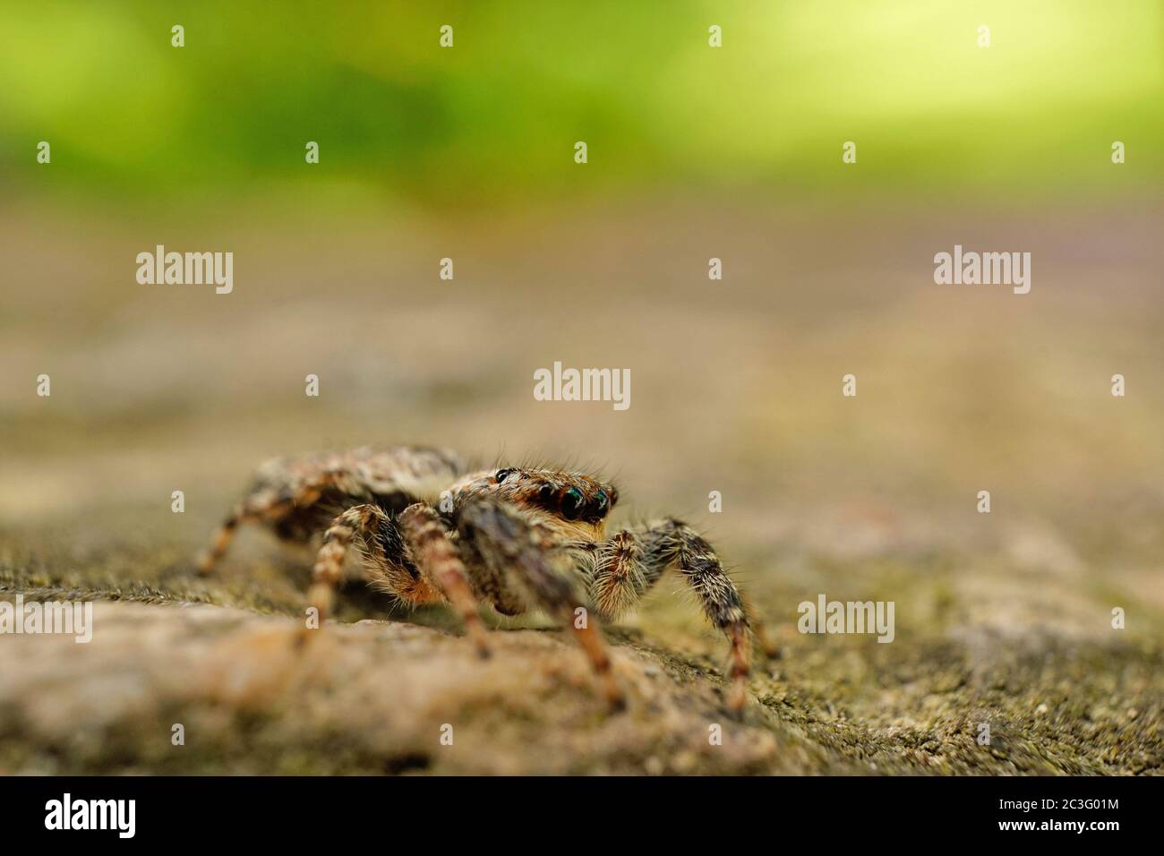 Macro photo of a jumping spider Stock Photo - Alamy