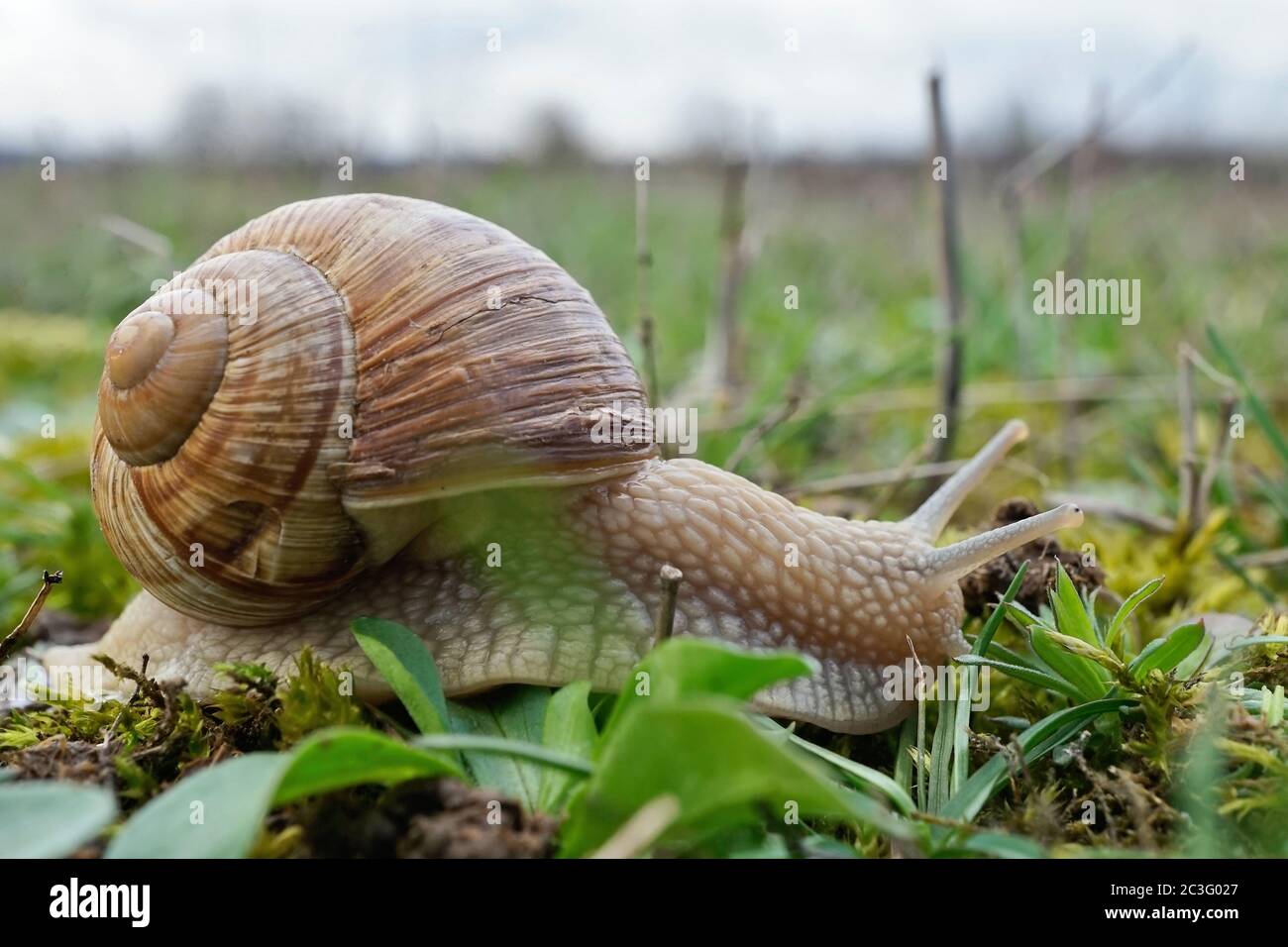 Garden snail creeps over grass Stock Photo - Alamy