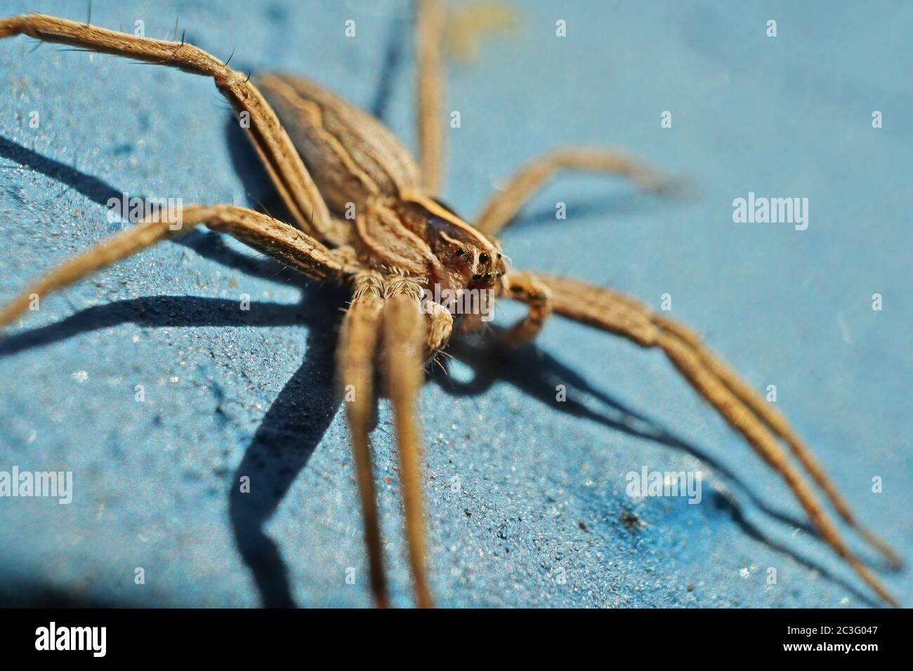 Macro photo of a wolf spider Stock Photo - Alamy