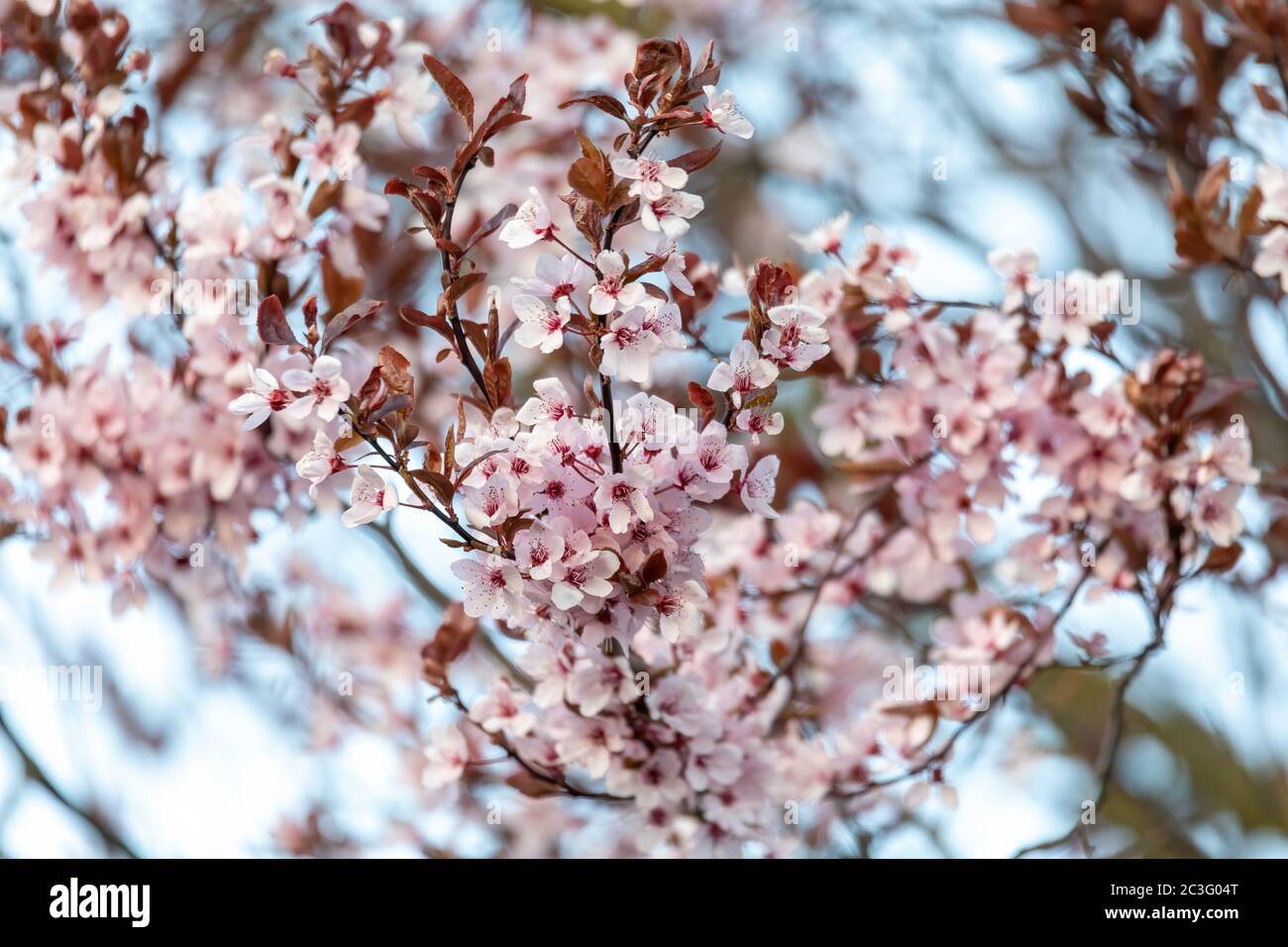 cherry blossom, sakura tree in spring Stock Photo - Alamy