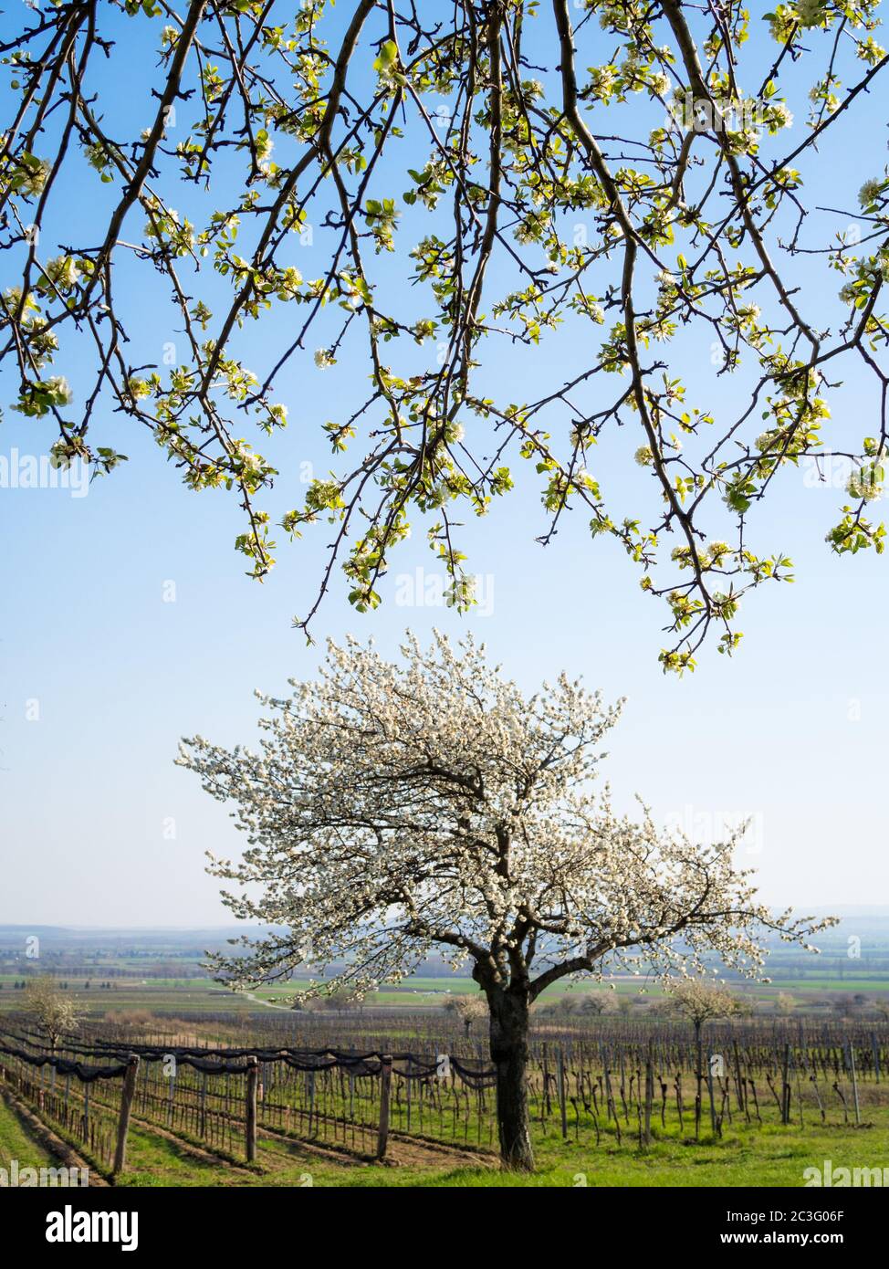 Cherry tree in bloom in spring Stock Photo - Alamy