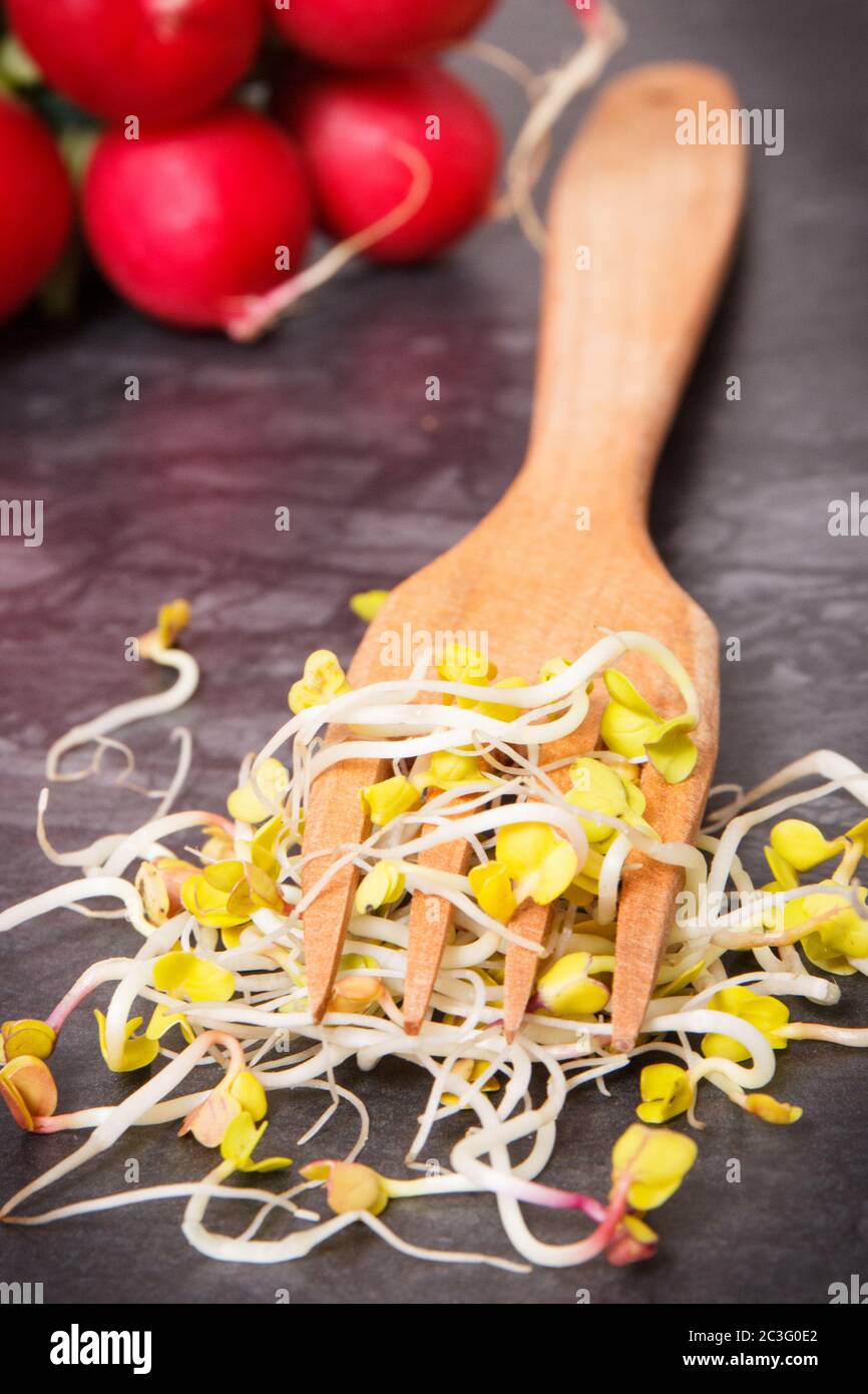 Fresh healthy sprouted radish seeds containing natural vitamins and ...